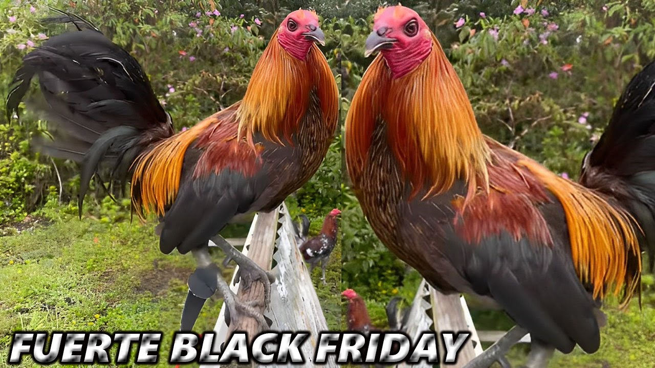 Black Friday Bulik McRae Melsim Hatch Beautiful Birds Fuerte Farm in ...