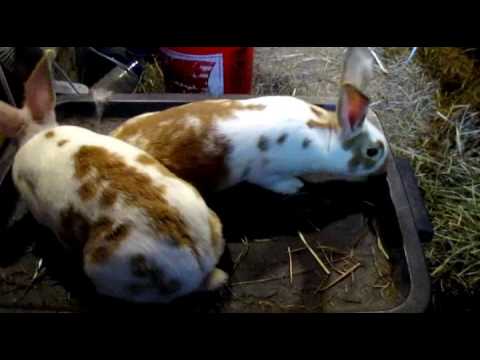 Broken Red New Zealand Rabbits--Sadie and Her Suitors - YouTube