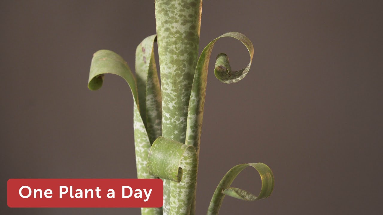 Quesnelia marmorata 'Tim Plowman' Houseplant Care—94 of 365 - YouTube