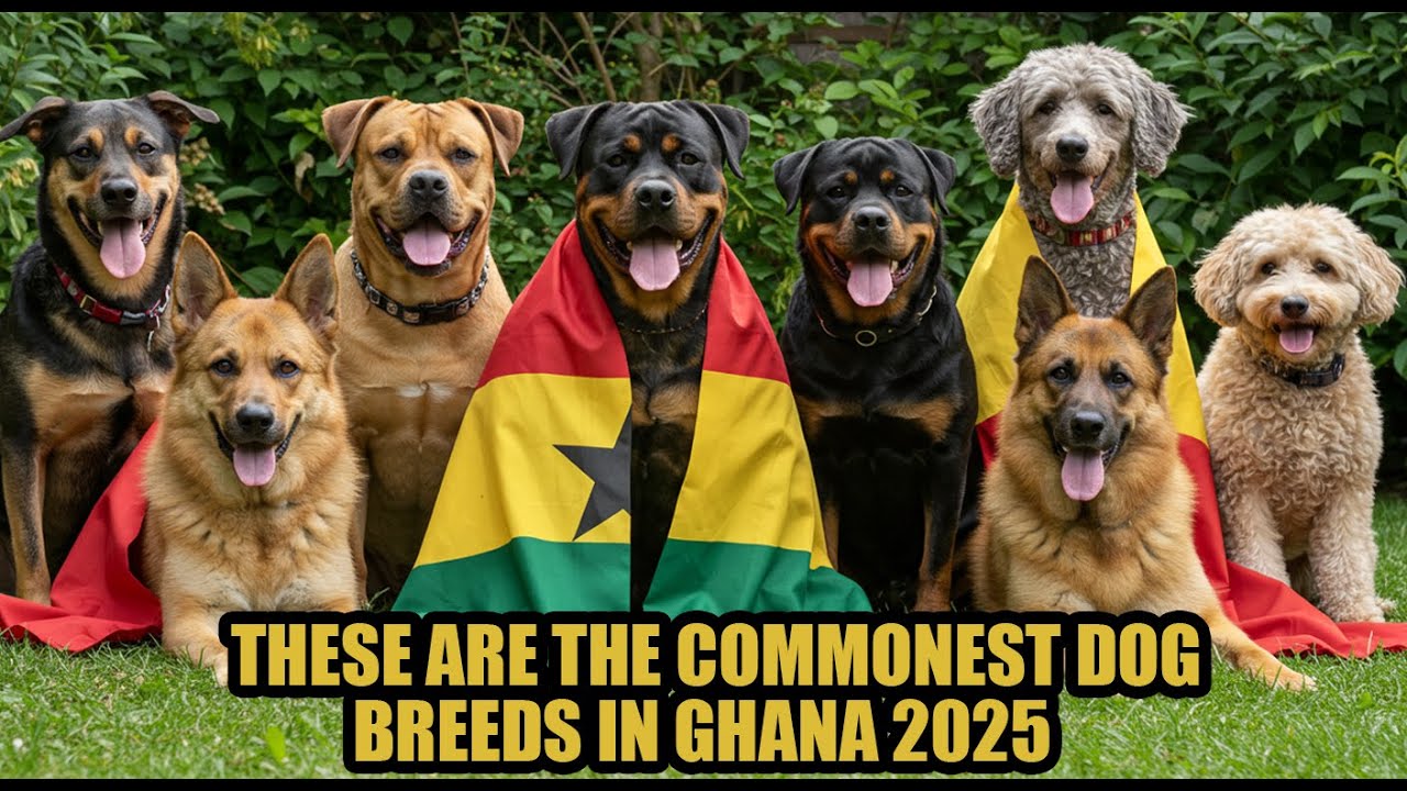 Top 10 Most Popular Dog Breeds in Ghana 2025 - YouTube