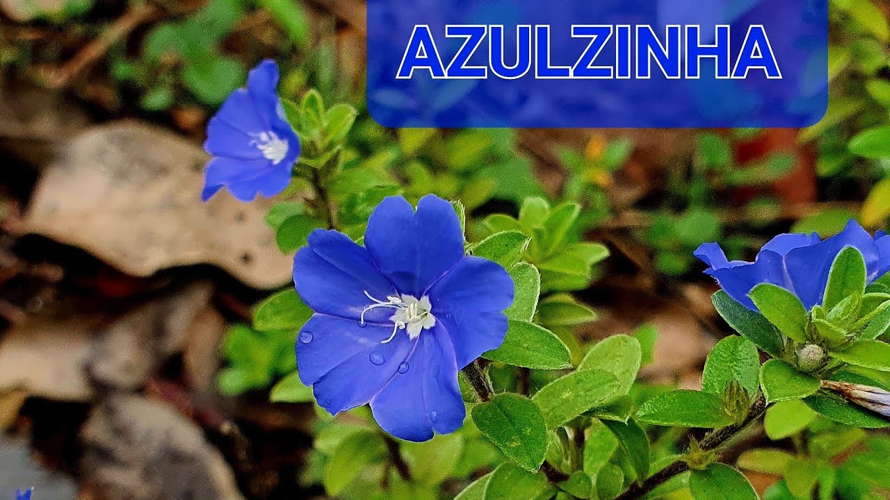 COMO CULTIVAR AZULZINHA SEM FRESCURA - YouTube