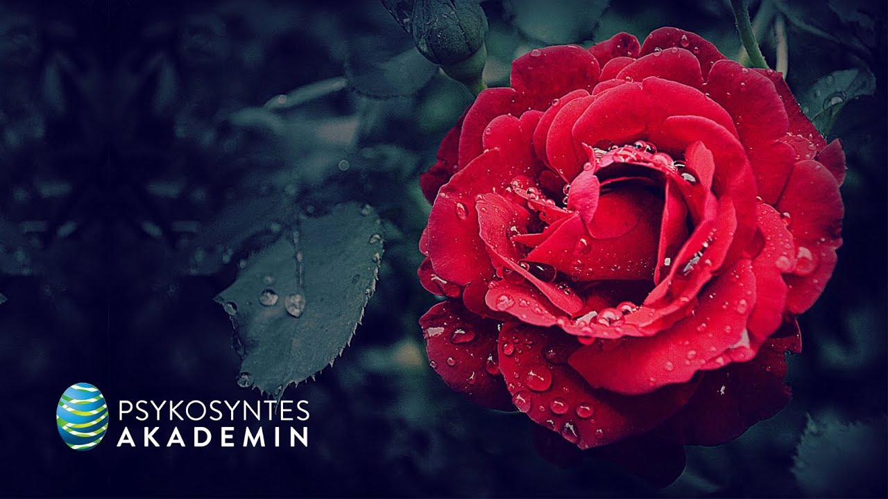 Rosen - en visualisering i psykosyntesens anda - YouTube