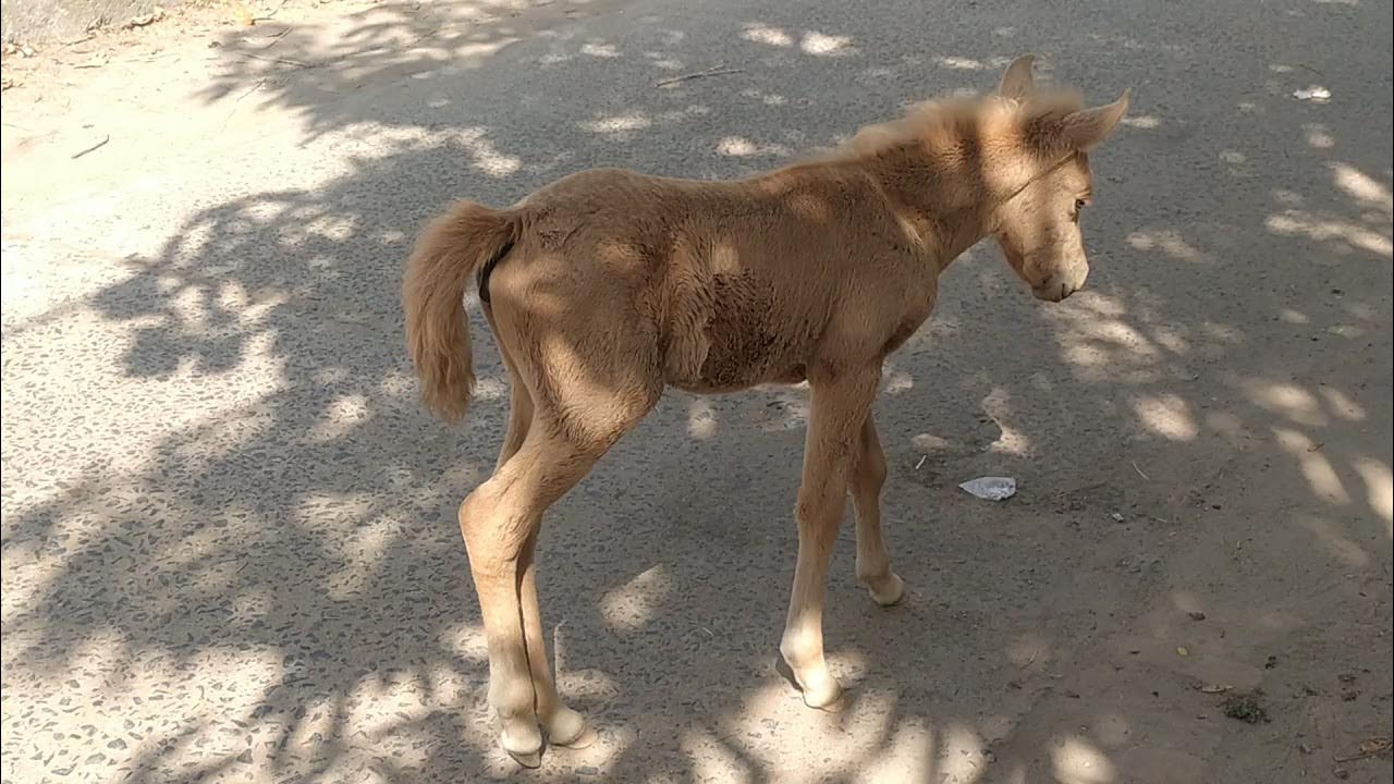Horse mare feeding the baby - Baby horse drinking milk - YouTube