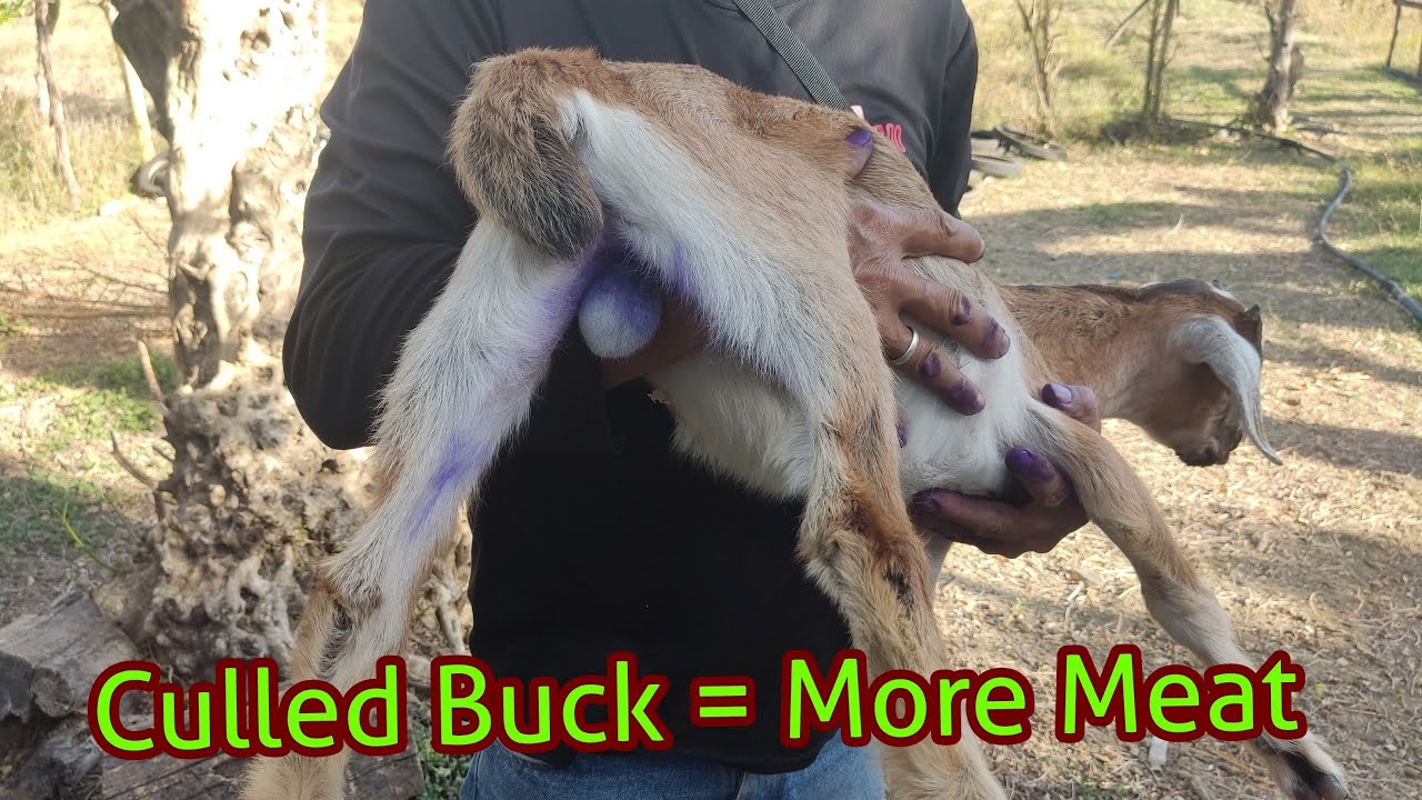 How we culled out Buckling goat - YouTube