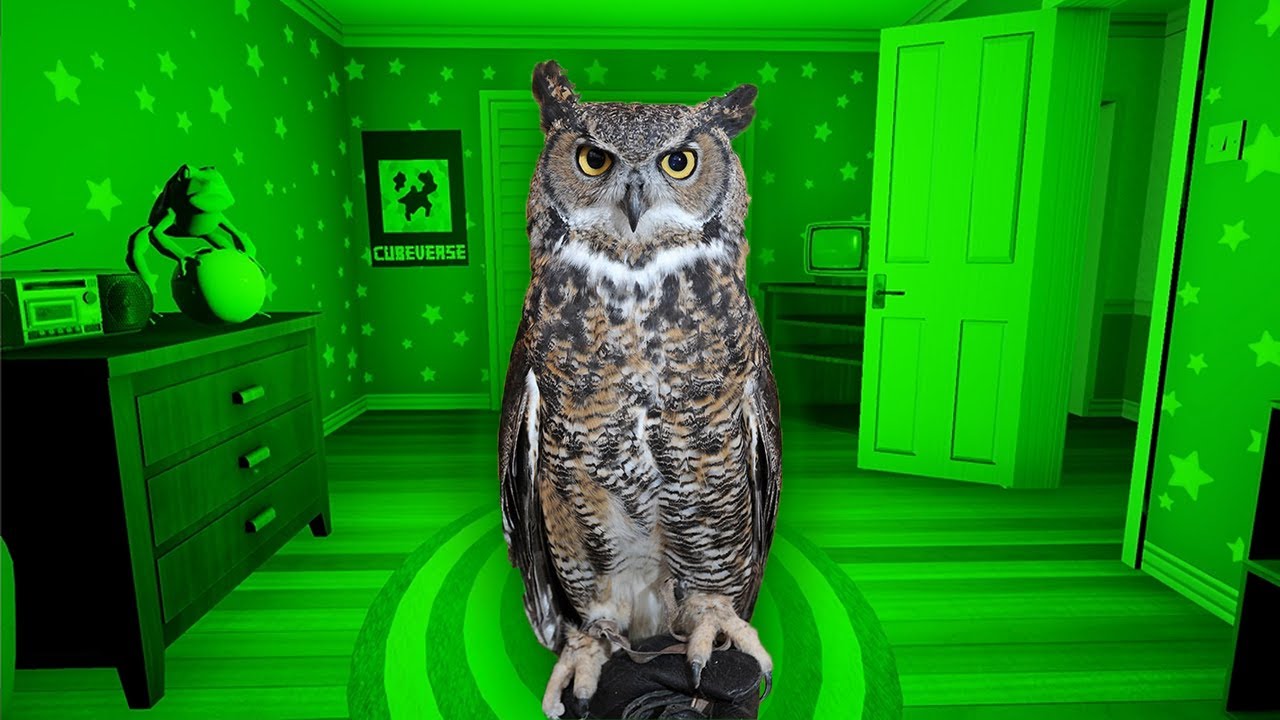 It's only an owl... | Boogeyman part 4 - YouTube