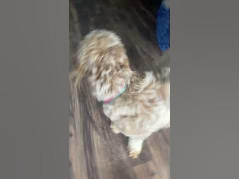 Cute dogs? - YouTube