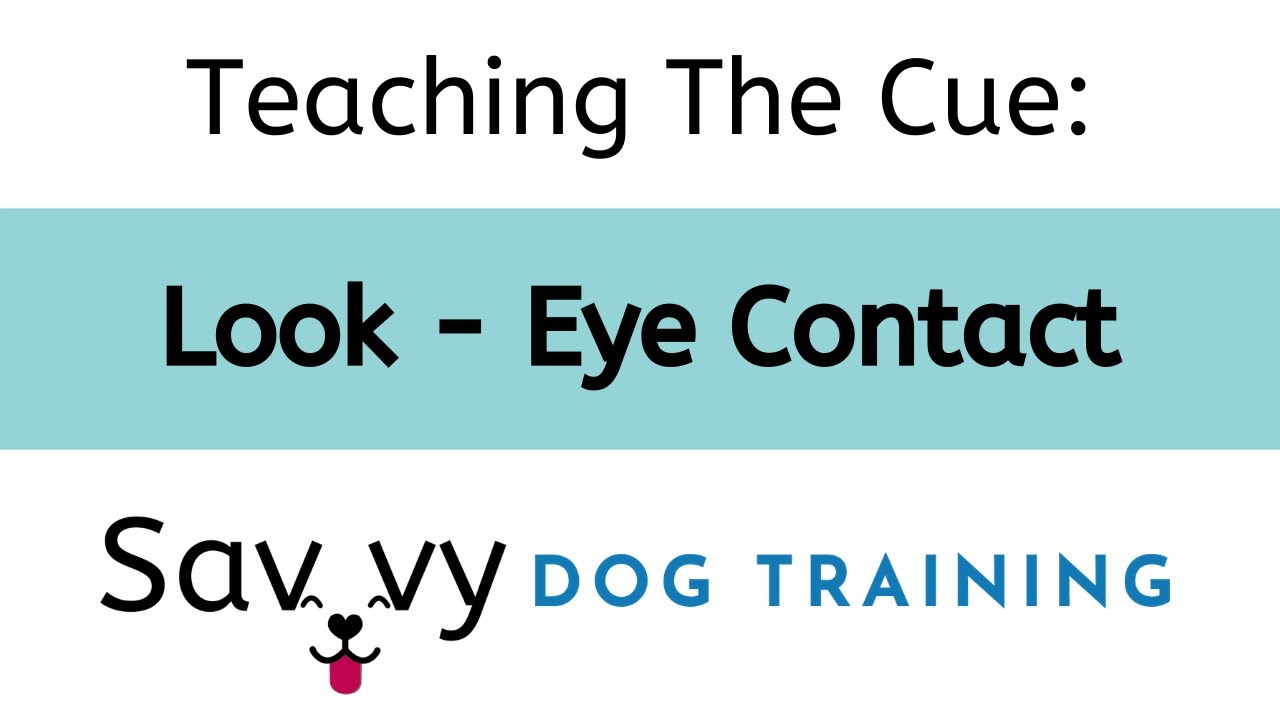 Teaching The Cue: Look - YouTube