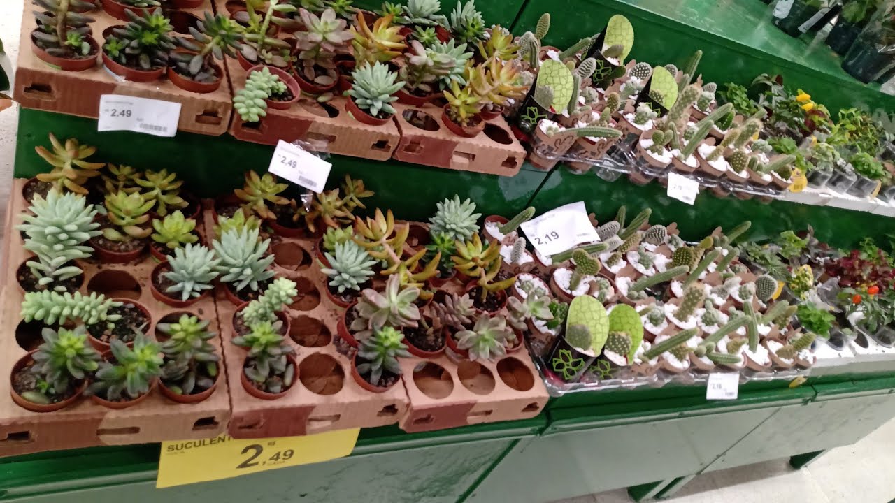COMPRINHAS de plantas no Carrefour S/André +Suculentas+Cactos+Flor de ...