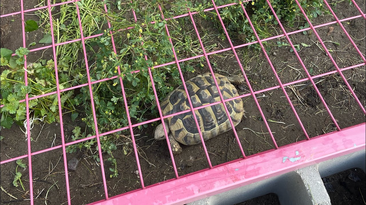 Keeping mediteranean tortoises outdoors in cold weather - YouTube
