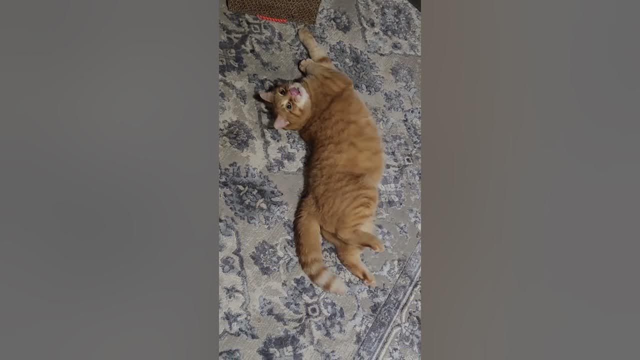 Catnip Part 3 - YouTube