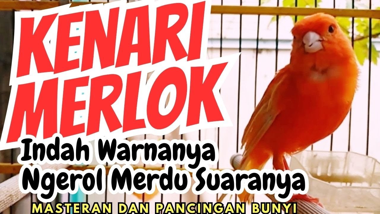 KENARI MERLOK MUDA GACOR | The Melodious Voice of the Canary - YouTube