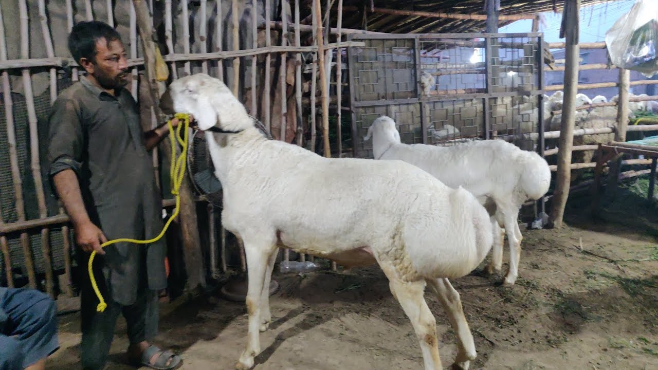 paper white dumba Tala Kang lahore mandi shahpur - YouTube