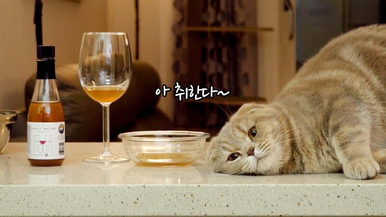 DRUNK CAT | CATS REACTION AFTER ONE TEQUILA SHOT | Cats Get Drunk by ...