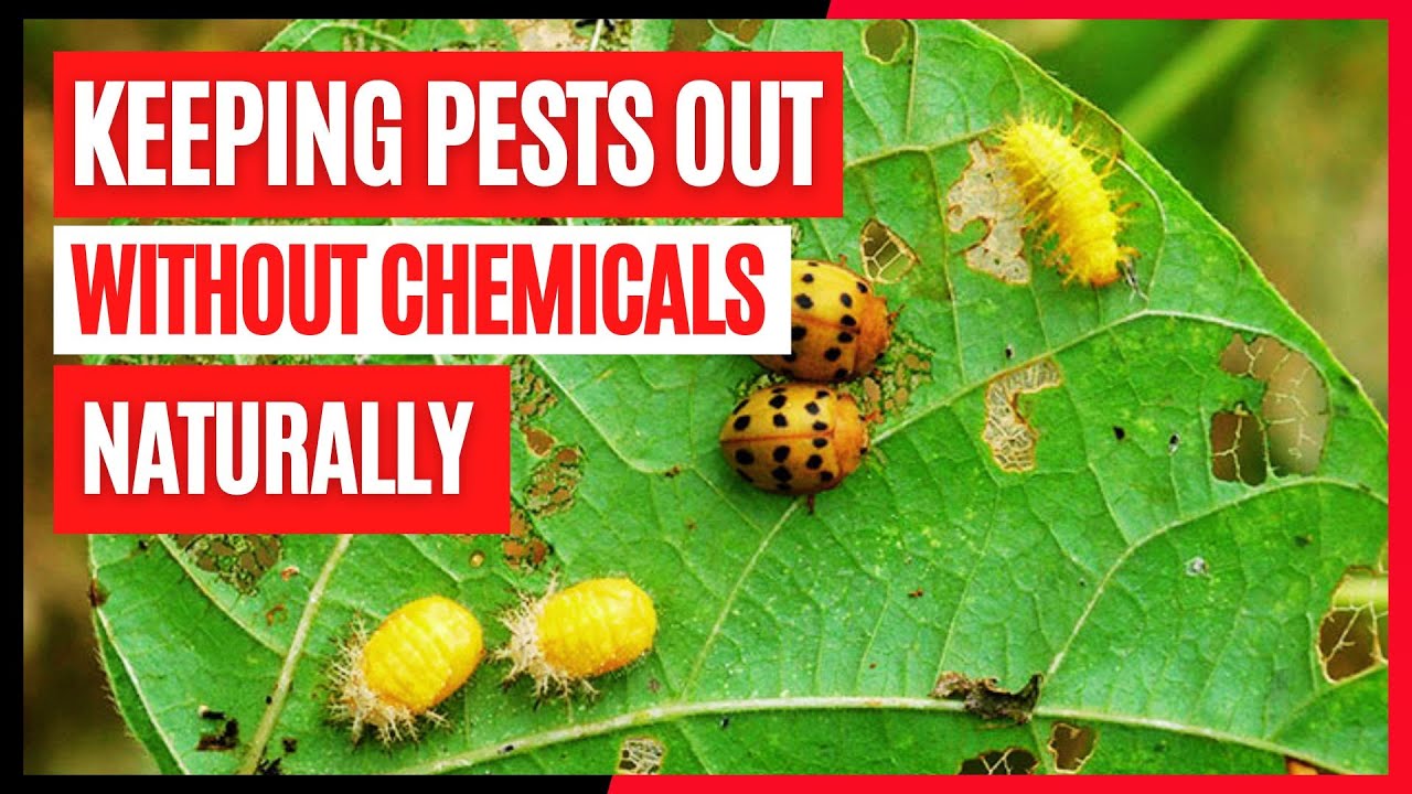 5 Organic Ways to Control Pests in the Garden - YouTube