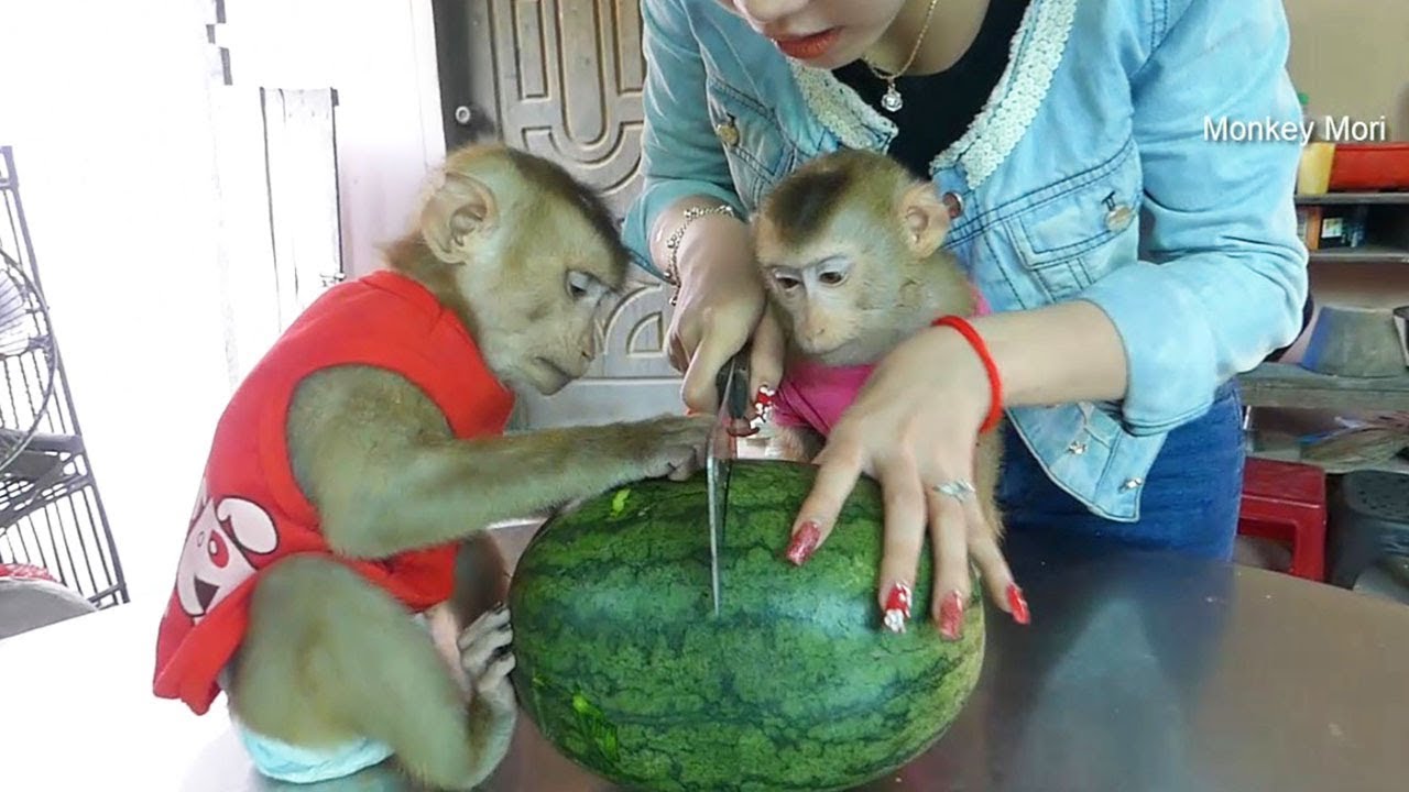 Baby Monkey!! Mori Dodo So Much Enjoy To Get Huge Watermelon - YouTube