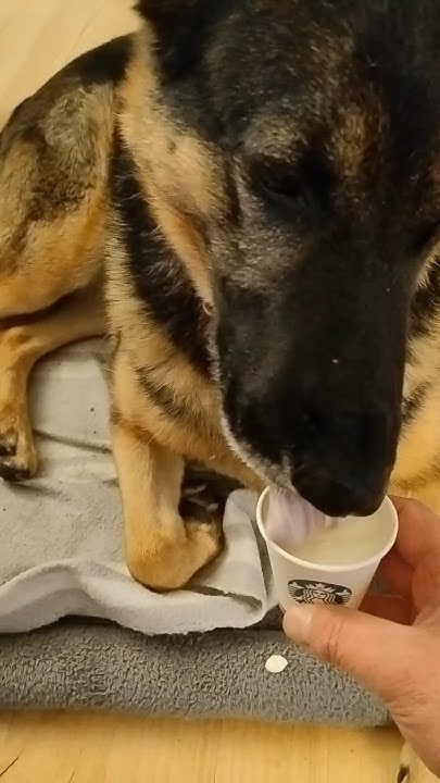 Koda enjoys her Starbucks Pup Cup ☕ - YouTube