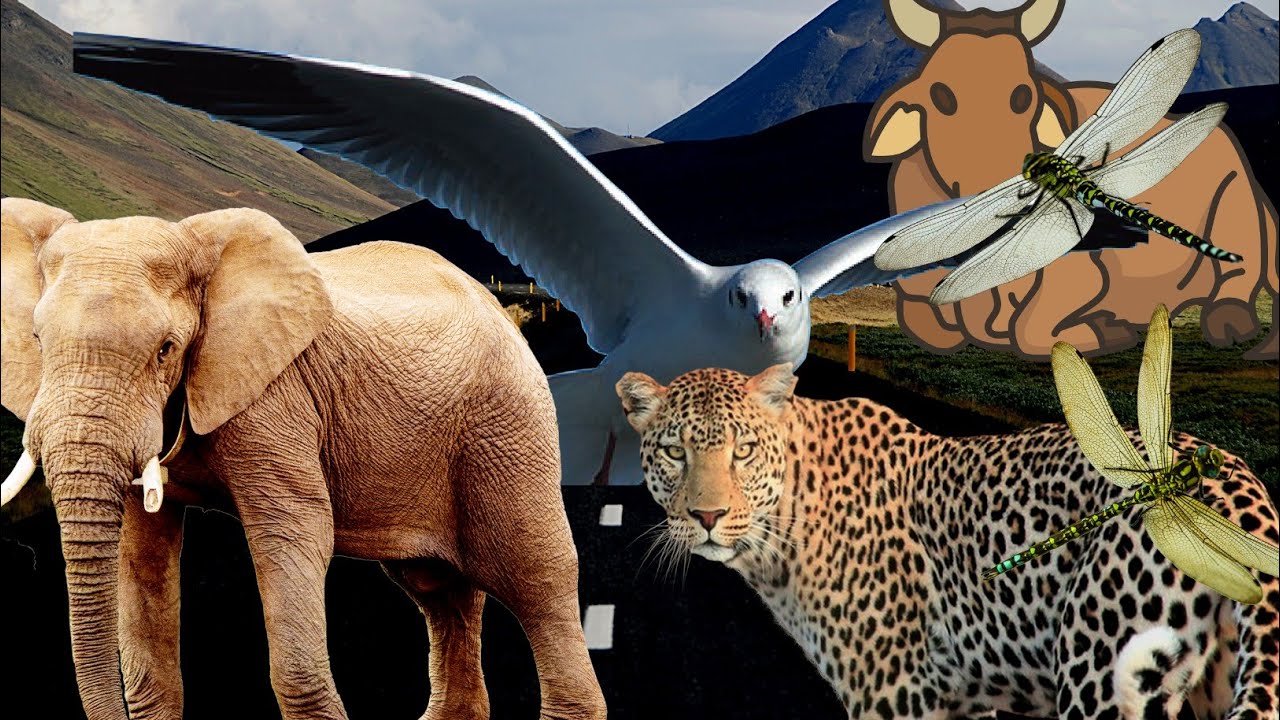 animals cute | bebek lucu dan binatang lainnya - YouTube