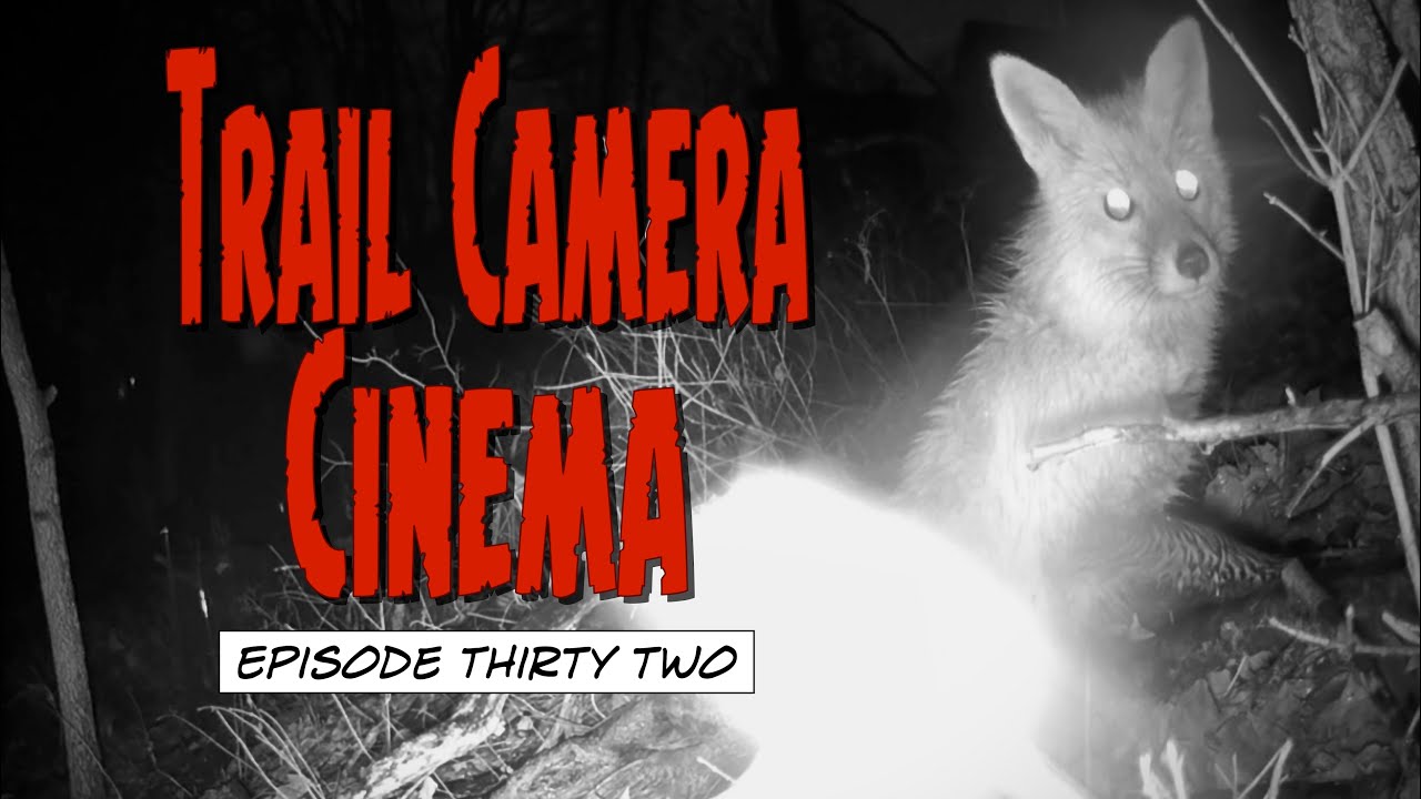 GRAY FOX ENCOUNTERS - Trail Camera Cinema (EP32) - YouTube