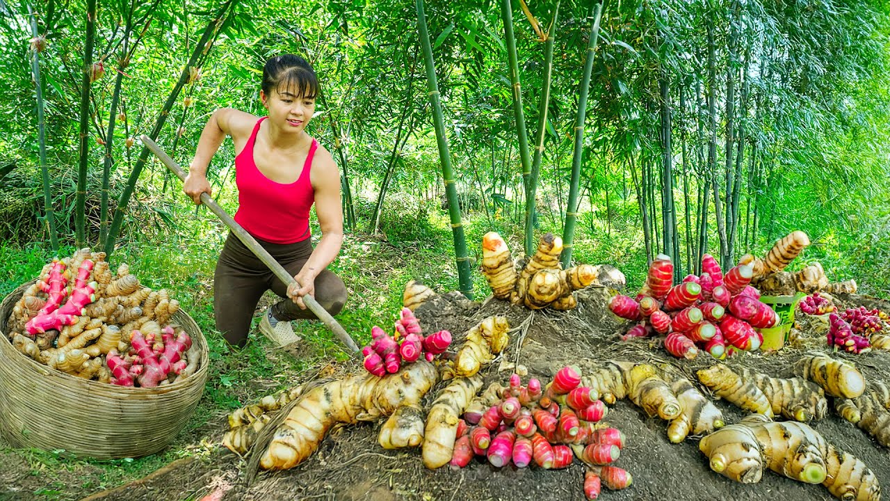 TIMELAPSE -- Harvesting 1000+ Giant Red Ginger & Caring for Sugarcane ...