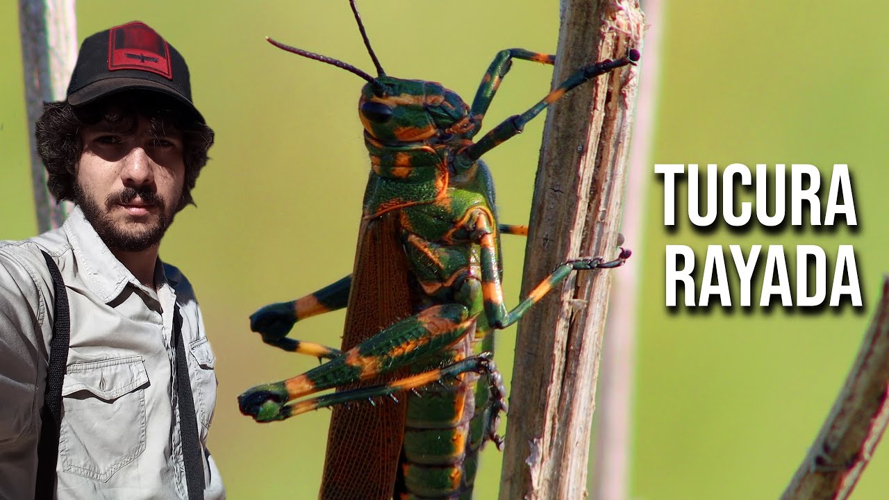 Tucura rayada 4K (Chromacris Speciosa) Langosta soldado, Gafanhoto ...