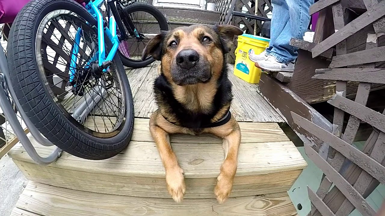 Basset Shepherd - YouTube