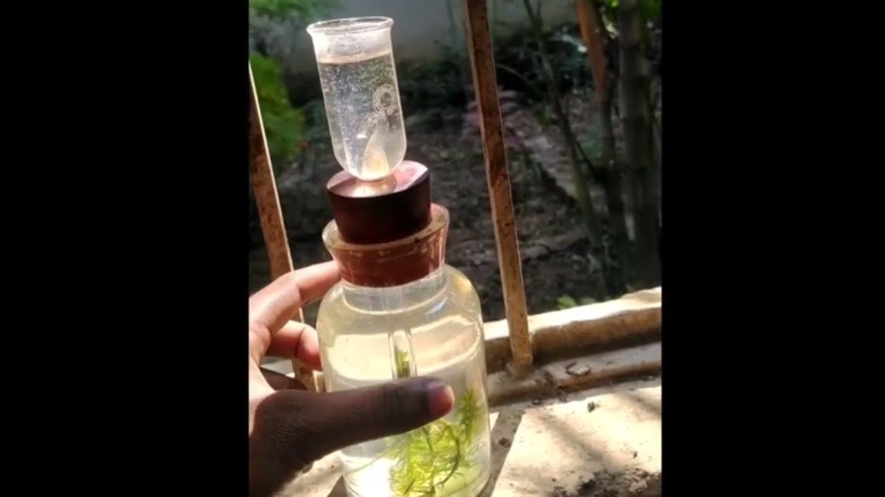 Evolution of oxygen from wilmott's bubbler - YouTube