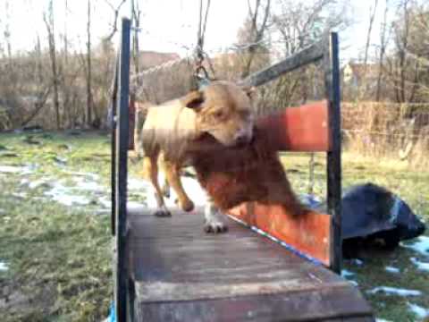 Brenda (dog training 2) - YouTube