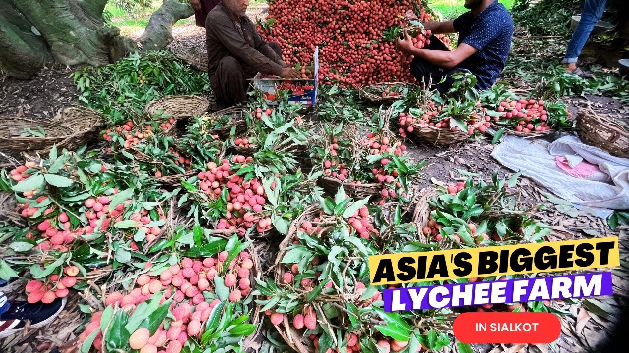 Asia's Biggest Lychee Farm In Sialkot | Pakwanistan - YouTube