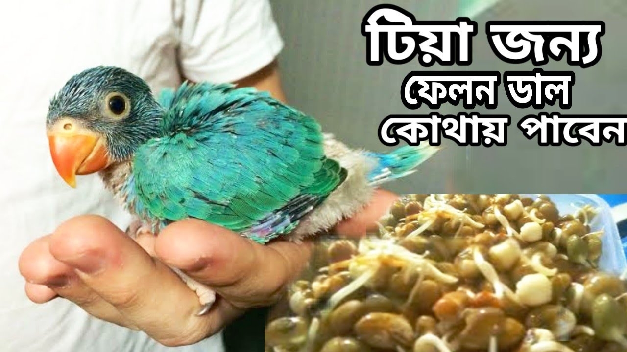 সব জেলার মধ্যে ফেলন ডাল যে দোকান গুলাতে পাবেন || Felon Dal | Ringneck ...