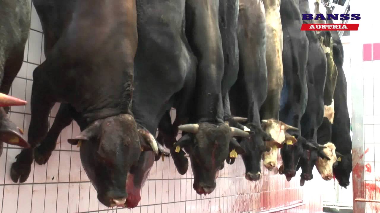 stunning cattles - YouTube
