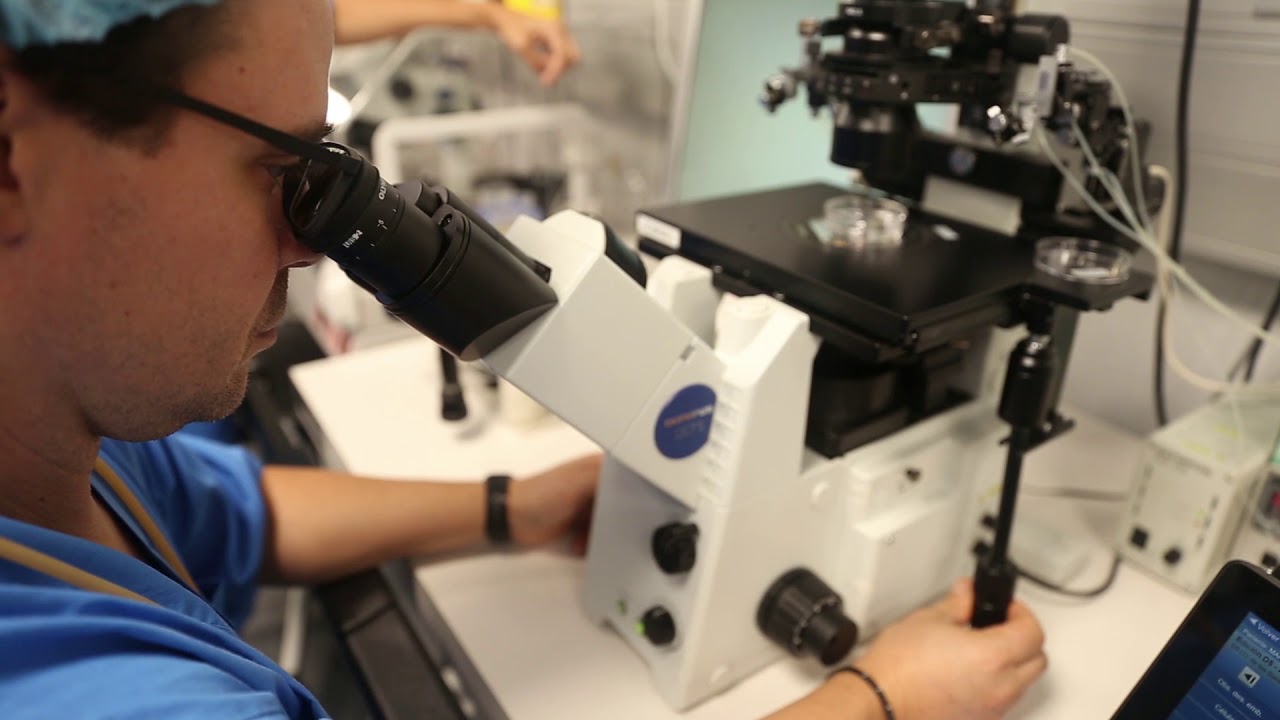 Desarrollo embrionario - Laboratorio IVI - YouTube