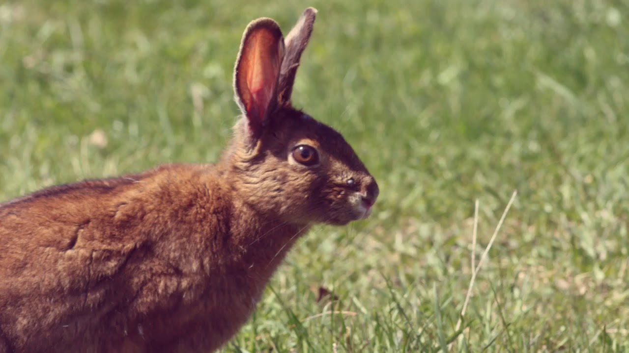 2 Hours Rabbit Sound Effect - YouTube