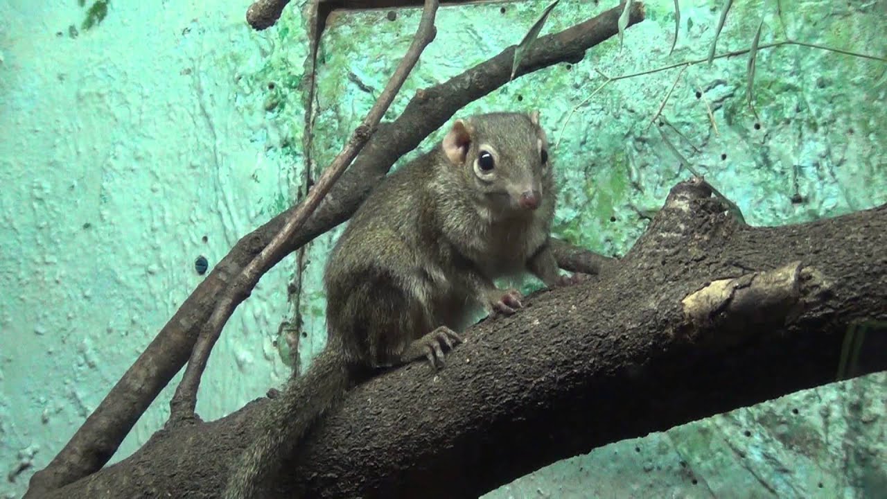 Northern tree shrew - YouTube