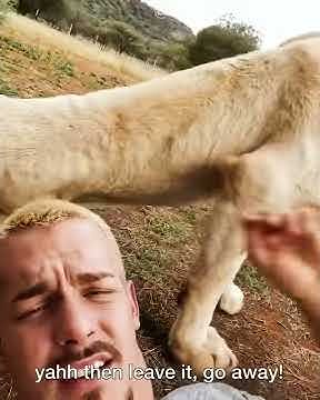 dean Schneider lion pride //whatsapp status // hakuna mipaka park 🖤 - YouTube