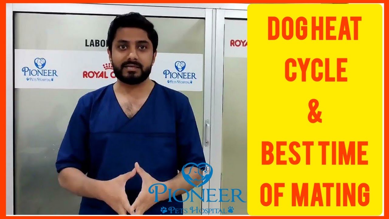 Dog Heat Cycle | Heat Signs | Best Time Of Dog Mating | Progesterone ...
