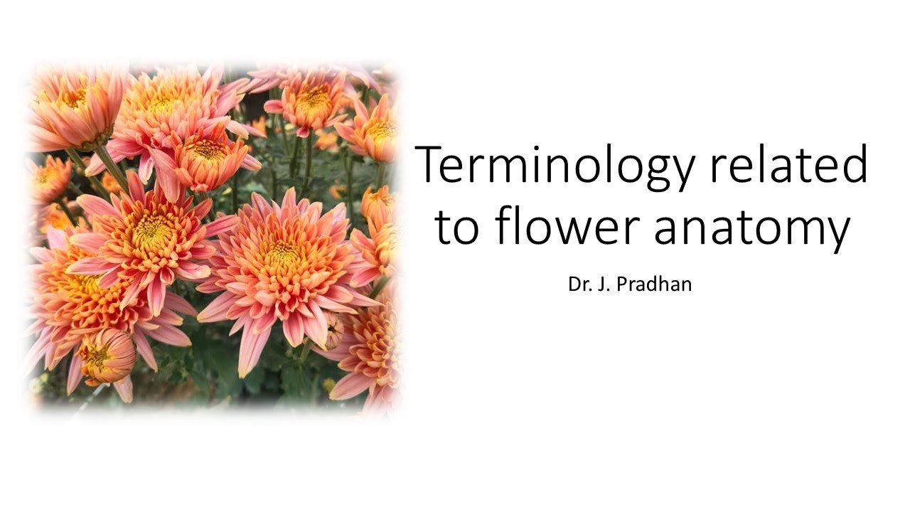 Terminology related to Structure of Flower - YouTube