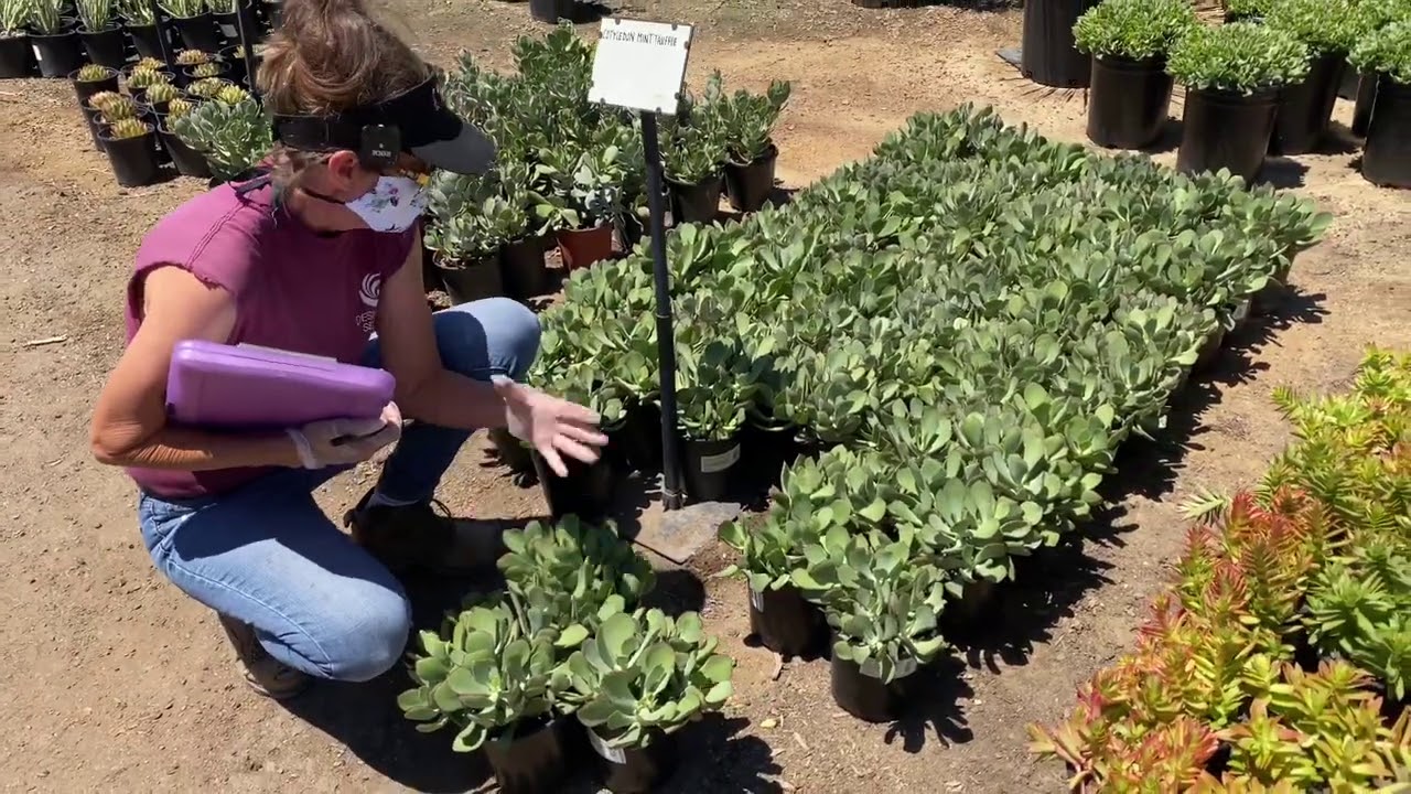 Shopping for Succulents With Laura Eubanks at Waterwise Botanicals ...