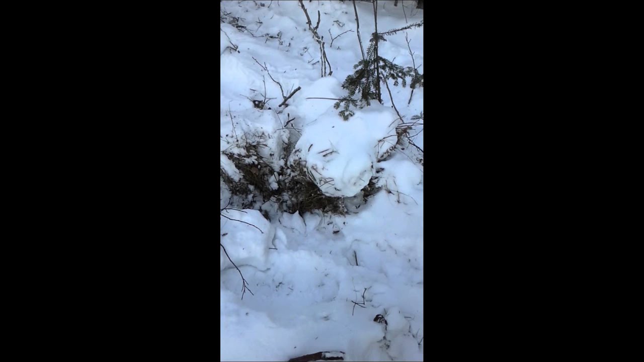 Coyote snaring - YouTube