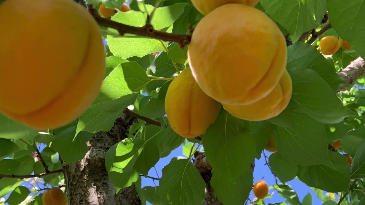 Osoyoos Orchard - Pick what you want #fruit #orchard - YouTube