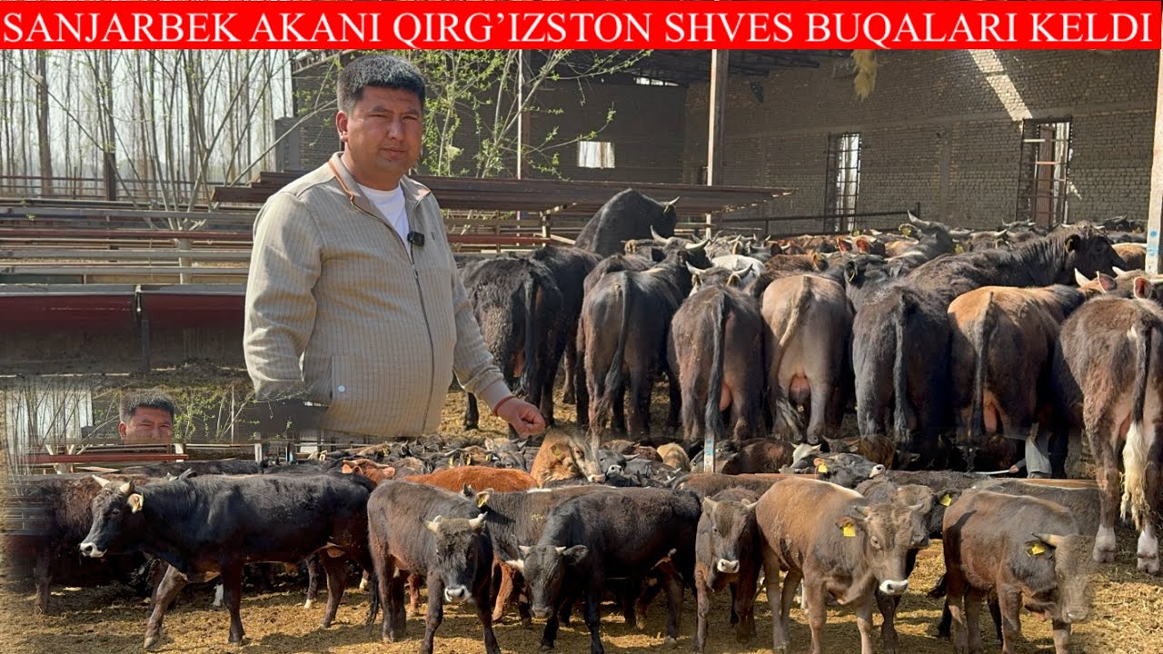 SANJARBEK AKANI QIRG’IZSTON BISHKEK ISSIQKO’L SHVES BUQALARI KELDI ...