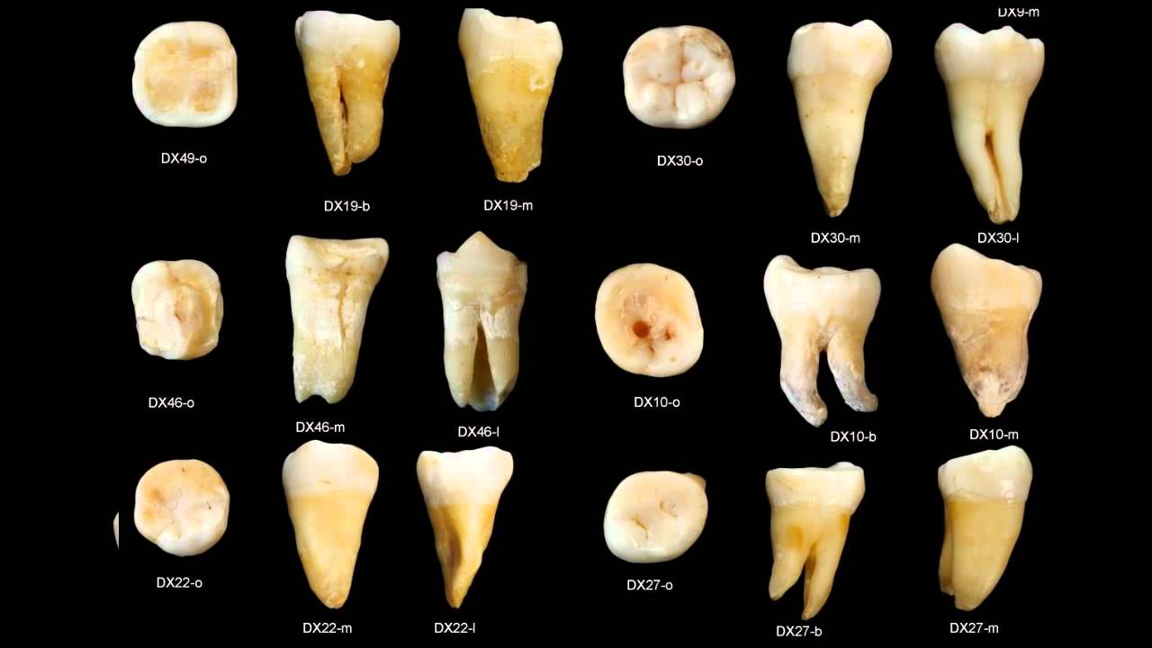 Tooth Fossils Reveal Modern Humans in Asia 80,000 Years Ago - YouTube