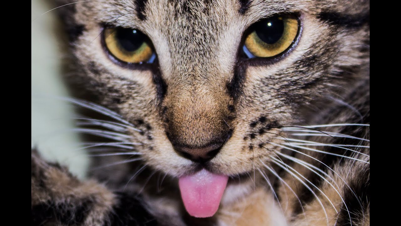 Cats life :) #1 (funny cute cat videos) - YouTube