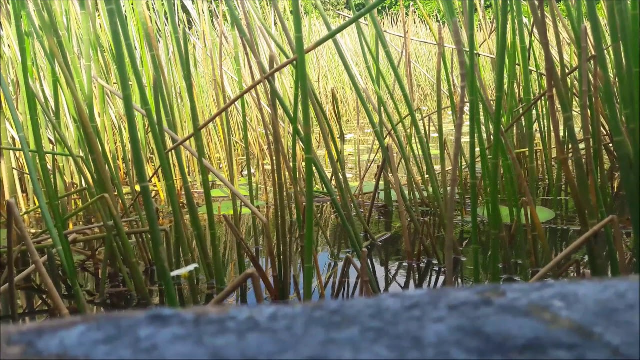 Popales, Tulares y Pastizales - YouTube