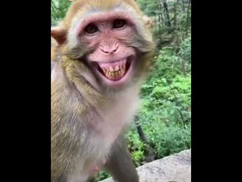 Bandar the Monkey || Funny video || subscribe pls - YouTube