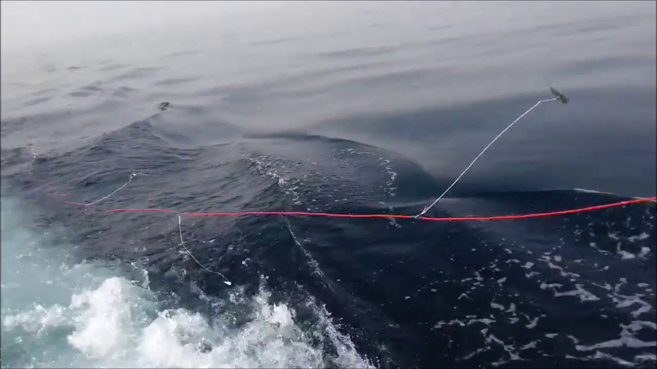 Oilwind Autoline system - YouTube