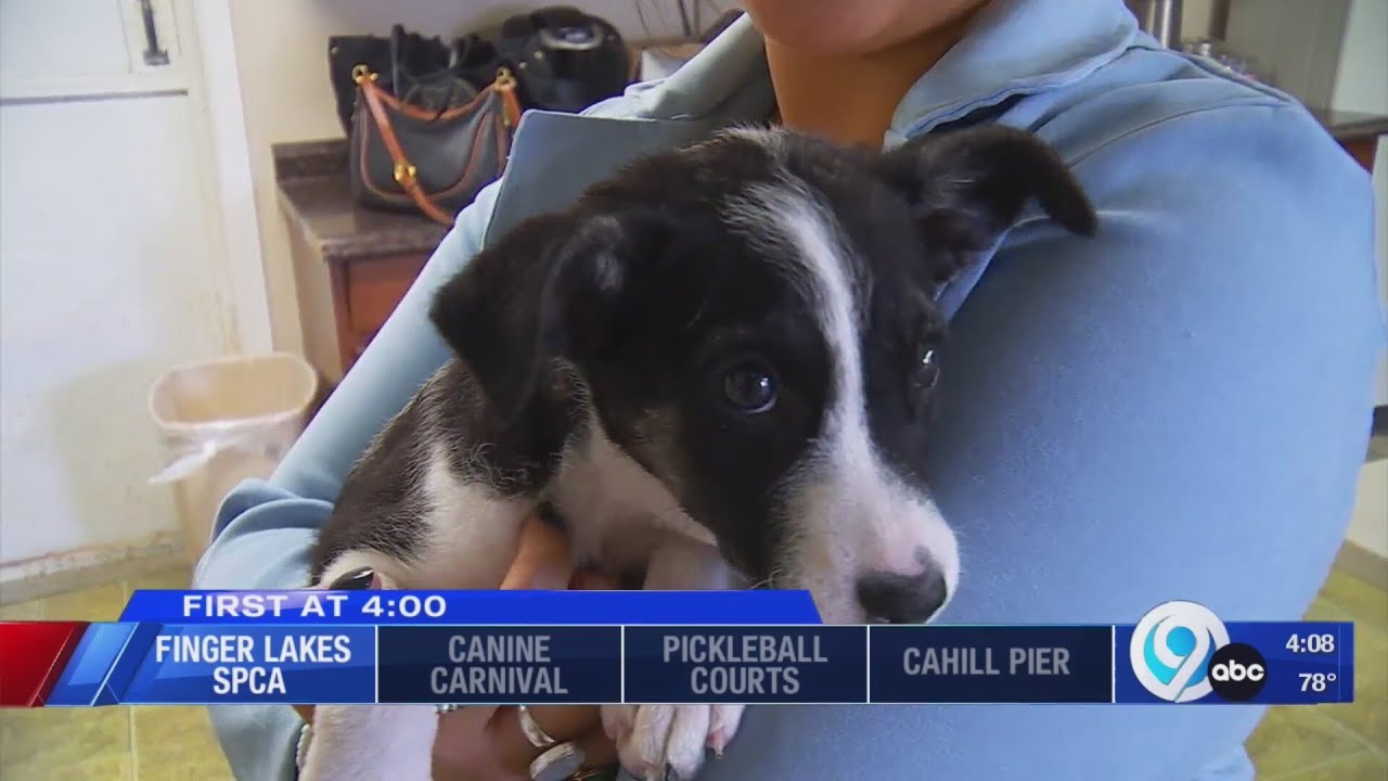 Donate to this SPCA to not only help the animals, but save the shelter ...