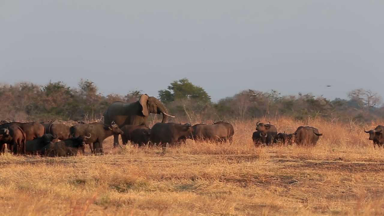 Elephant vs Buffalo - YouTube