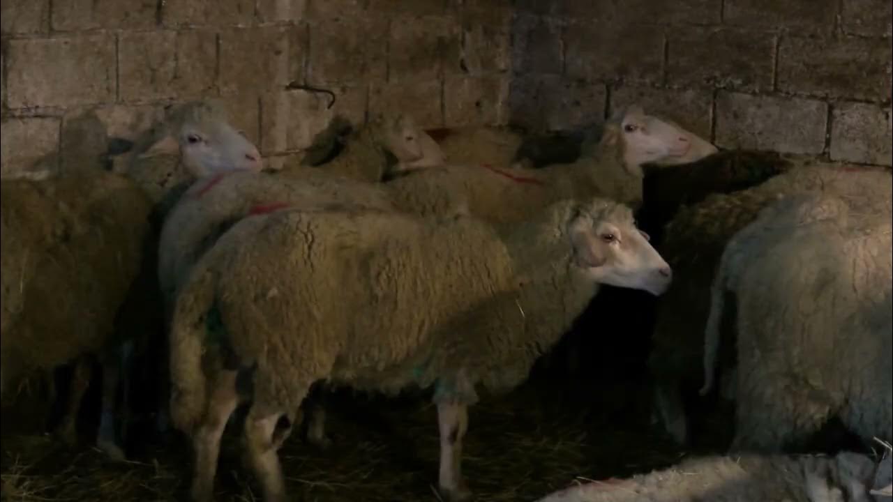 Psi lutalice napali stado ovaca u Trmbasu - YouTube