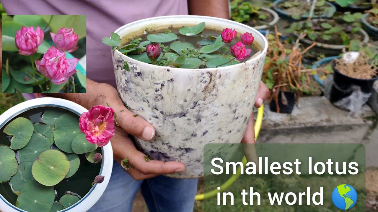 lets talk about micro lotus liang li/ lotus potted in small pot/micro ...