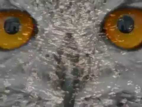 Manual de los Maestros Hechiceros2.flv